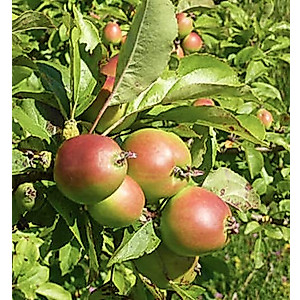 European/French Crab Apple Tree Seeds, 20 Apple Seeds Per Packet, (Isla's Garden Seeds), Non GMO Seeds, Botanical Name: Malus sylvestris, 98% Germination Rates
