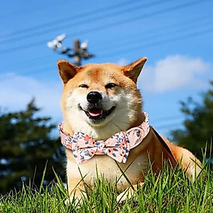 5PCS Girl Dog Collar and Leash Sets,BOZILY Cute Dog Collars Set for Female Dogs,Adjustable Puppy Collars,Safety Metal Buckle (S)