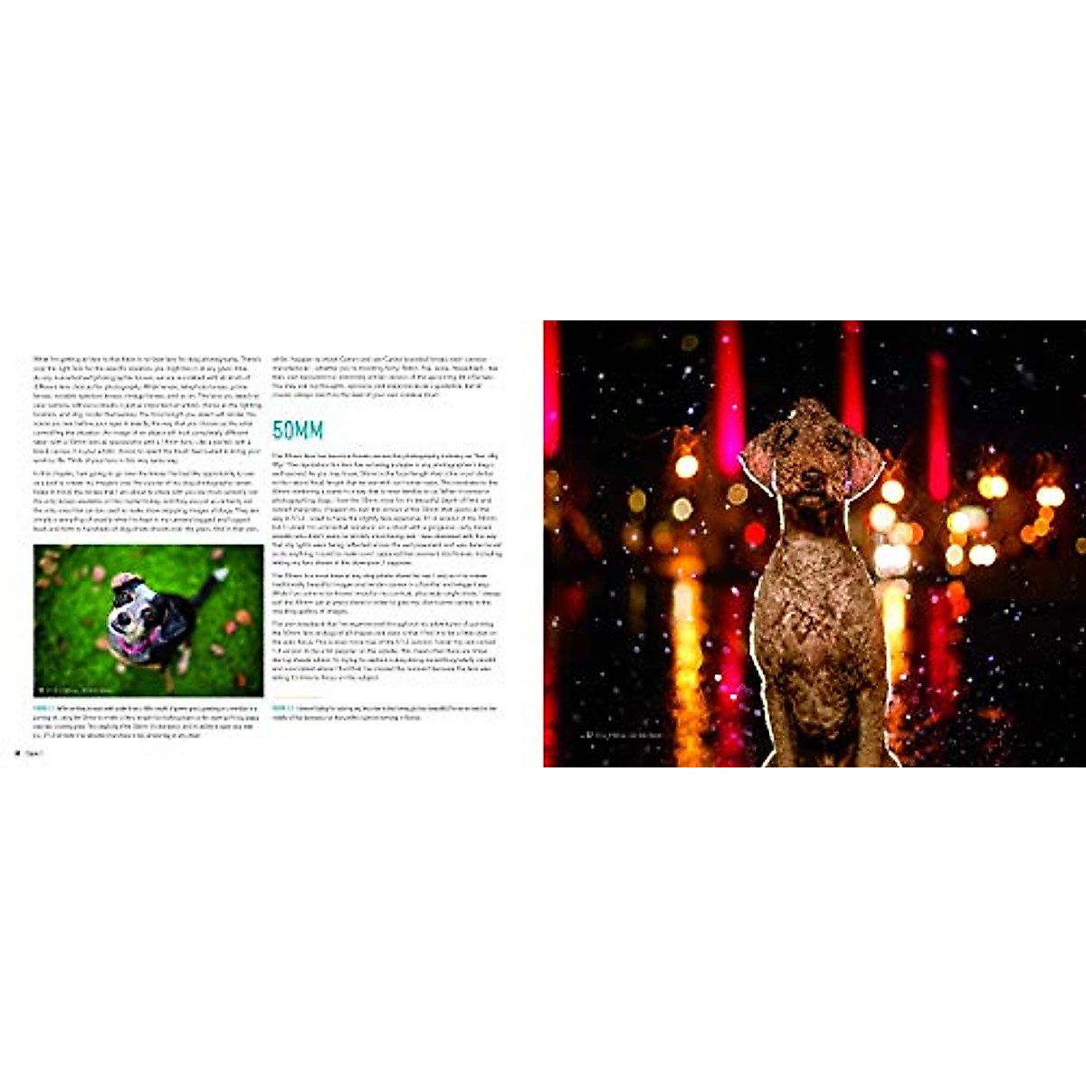 Dogtography: A Knock-Your-Socks-Off Guide to Capturing the Best Dog Photos on Earth