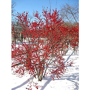 1187-Red Holly Winter Berry (Ilex verticillata) Seeds by Robsrareandgiantseeds UPC0764425788317 Non-GMO,Organic,USA Grower,Bonsai,1187 Package of 7 Seeds