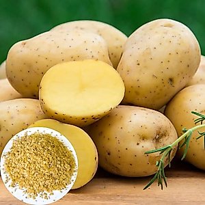 60 Yukon Gold Potato Seeds, Heirloom Long Storage Planting Ornaments Garden Perennials Simple to Grow Pots Gift