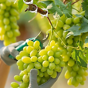 Plant Support Clips Reusable Garden Clips, Secured Plastic Plant Clips, Tomato Support Clips for String Trellis for Climbing Plants Outdoor Indoor Plant Flowers Stem Vine Fixing Clips (100, GREEN)