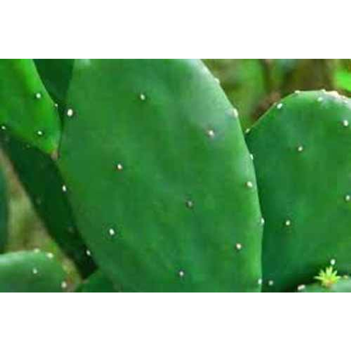 Abutilon 2 Lbs FRESH Tortoise Turtle Iguana Reptile SUPER FOOD Spineless Opuntia Prickly Pear Cactus Product Name