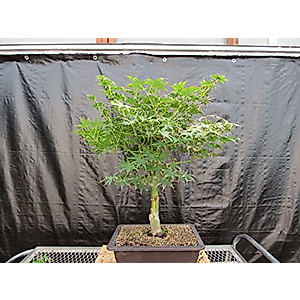 51 Year Old Golden Prosperity Japanese Maple Specimen Bonsai Tree