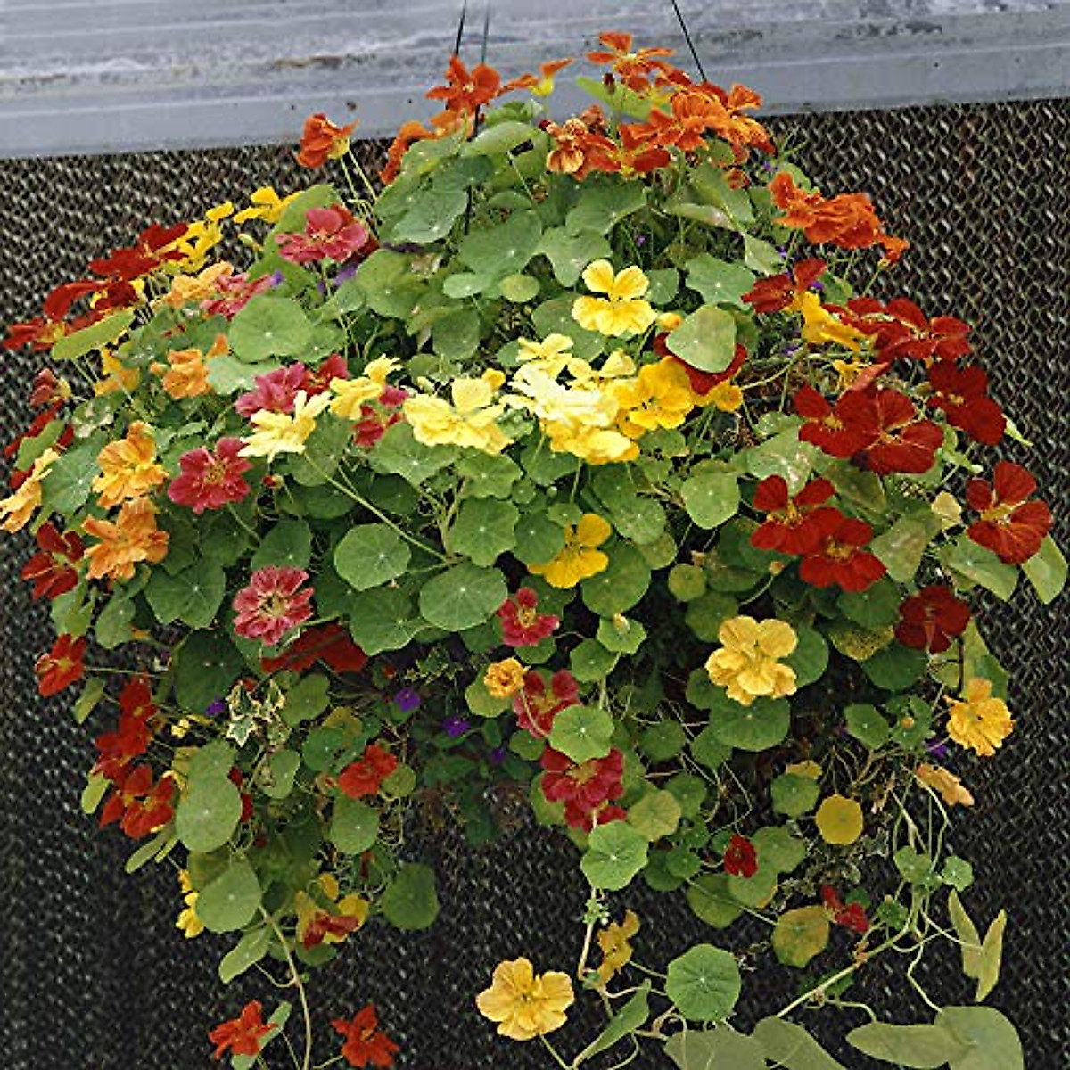 Outsidepride Tropaeolum Nasturtium Flower Seed Mix Climbing Flowering, Dwarf - 1/4 LB