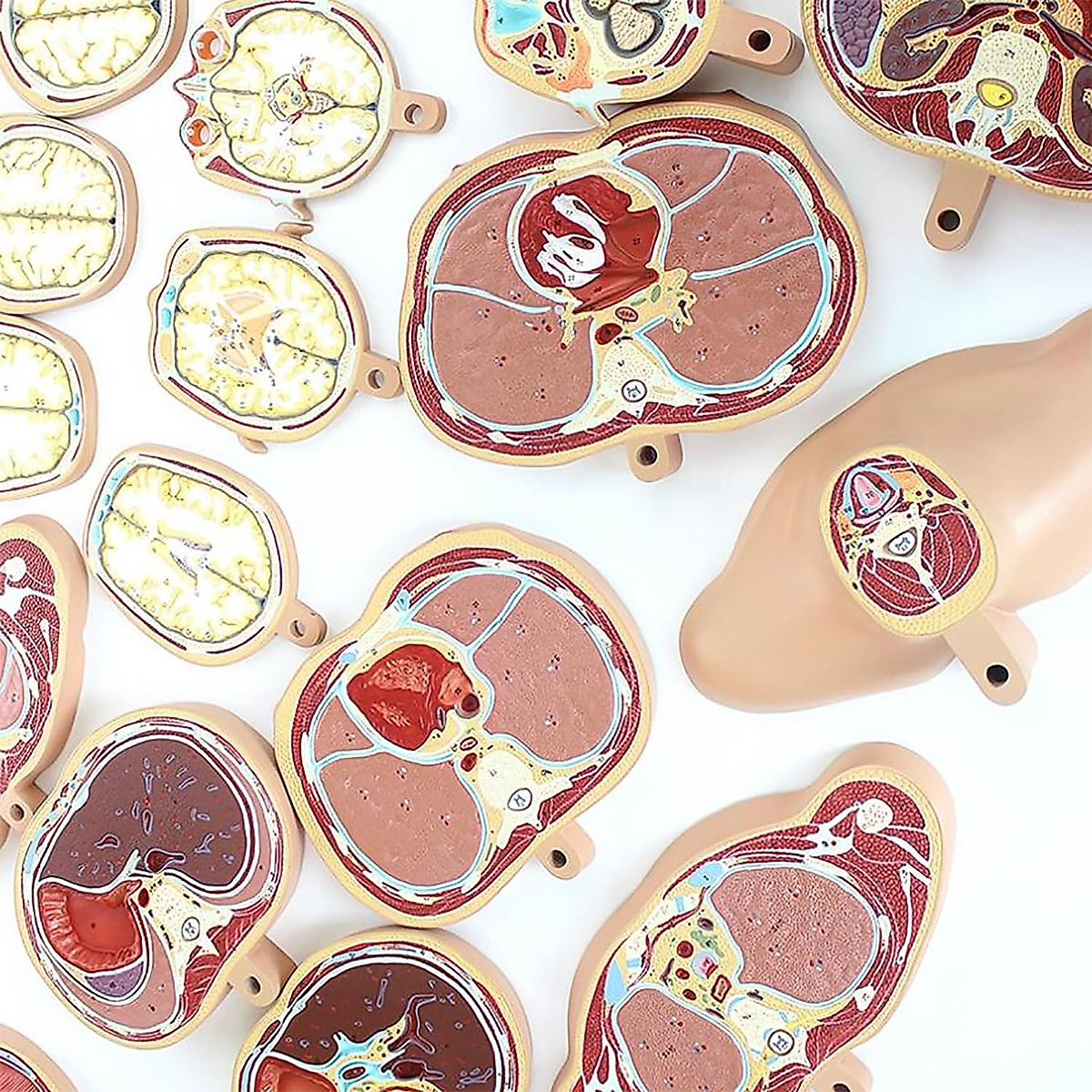 JOSBY Human Torso Cross-Section Model, CT, MRI Imaging Radiology Medical Model, 24pcs Human Body Cross-Section Image Anatomy, Each Layer is Removable, Used for Medical Teaching Display