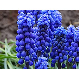 Complete Spring Flower Garden | 50 Fresh Bulbs | Bloom All Spring and Summer, Easy to Grow Flower Bulb, Indoor/Outdoor - Ships from Iowa, USA
