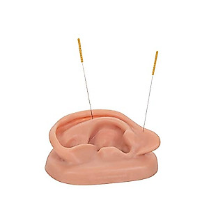3B Scientific N15 Silicone 2 Acupuncture Ears Model, 3.7" x 2.4" x 1.6"