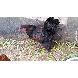 6 Fertile Chicken Hatching Eggs