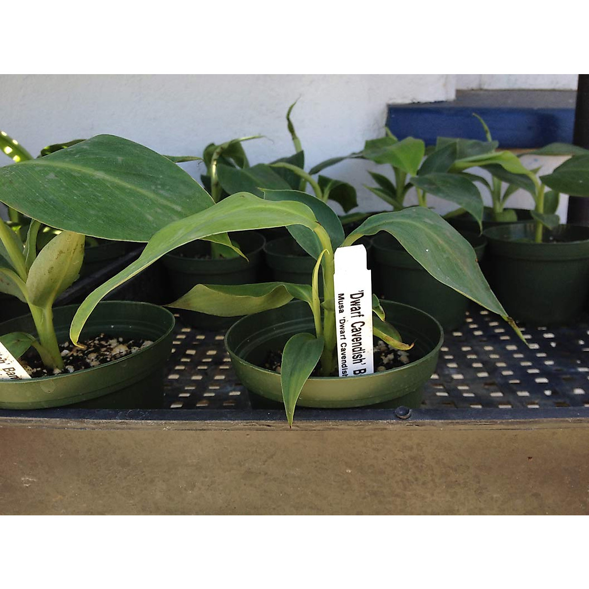 Dwarf Cavendish Banana Plant - Live Banana Plant - Dwarf Banana Plant