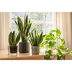 Live Snake Plant, Sansevieria trifasciata Laurentii, Fully Rooted Indoor House Plant in Pot, Mother in Law Tongue Sansevieria Plant, Potted Succulent Plants, Sansevieria laurentii by Plants for Pets