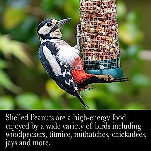 Desert Valley Premium Shelled Peanuts - Wild Bird - Wildlife Food, Squirrels, Cardinals, Jays & More (5-Pounds)