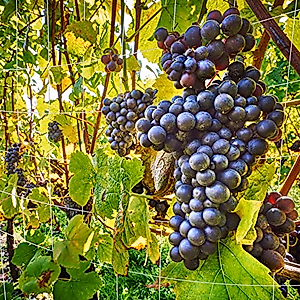 Seedfactor 5 x 30 ft. Plant Trellis Netting, Heavy-Duty Polyester Grow Net, Garden Trellis Netting with Square Mesh for Climbing Plants, Vegetables, Fruits, and Flowers, 1-Pack