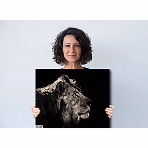 Lion (Panthera leo) - Print/Canvas/Acrylic/Metal (Print Only, 11x14 Inches)