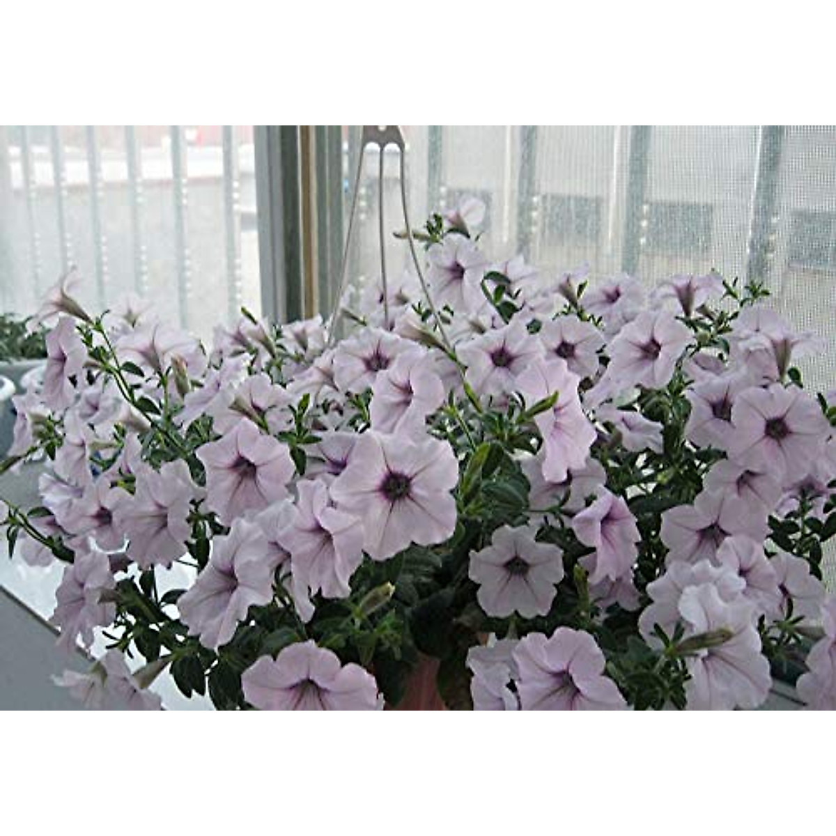 100+ Mixed Petunia Climbing Flower Seeds Plants Garden Bonsai Perennial Flowers
