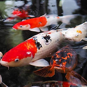 CrystalClear ParaSalt - Pond Salt for Koi & Goldfish - 20 Pounds Treats Up to 4,000 Gallons