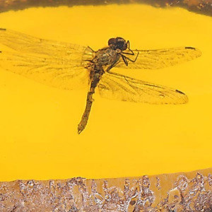 IMIKEYA Amber Fossil with Insects Samples Stones Crystal Specimens Home Decorations Collection Pendant Dragonfly