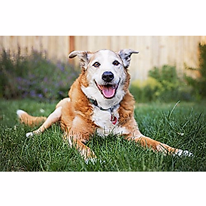 PET SUPPLEMENTS Dog Bone Care - Hip & Joint Support - for Dogs - Chewable - Liver for Dogs - 2 Bottle (240 Chewable Tablets)