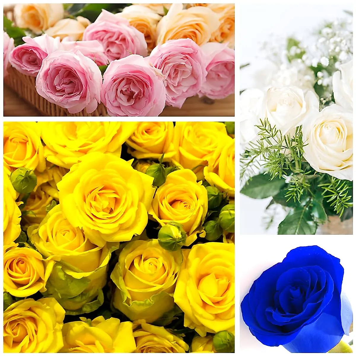 300+ Mix Rare Rose Seeds Multicolored Flower Non-GMO Heirloom Garden Home for Planting to Grow (White Blue Pink Purple)