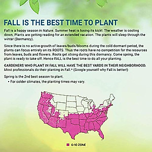 Pixies Gardens Anna Apple Tree Live Fruit Plant for Planting - Crisp Juicy - Excellent Variety for The South (5 Gallon - Set of 2, Potted)