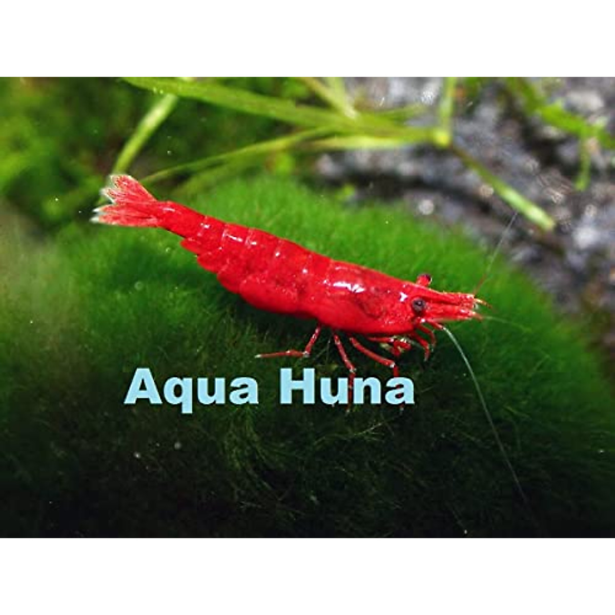 Aqua Huna Red Cherry Shrimp (Grade A) - 10 Pack