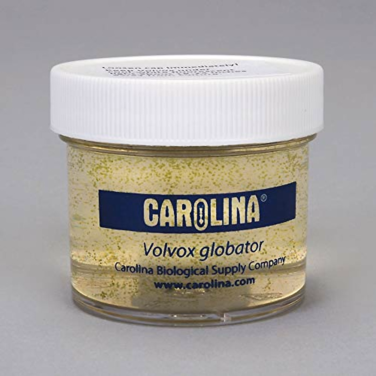 Volvox globator, Living, 2-oz Jar
