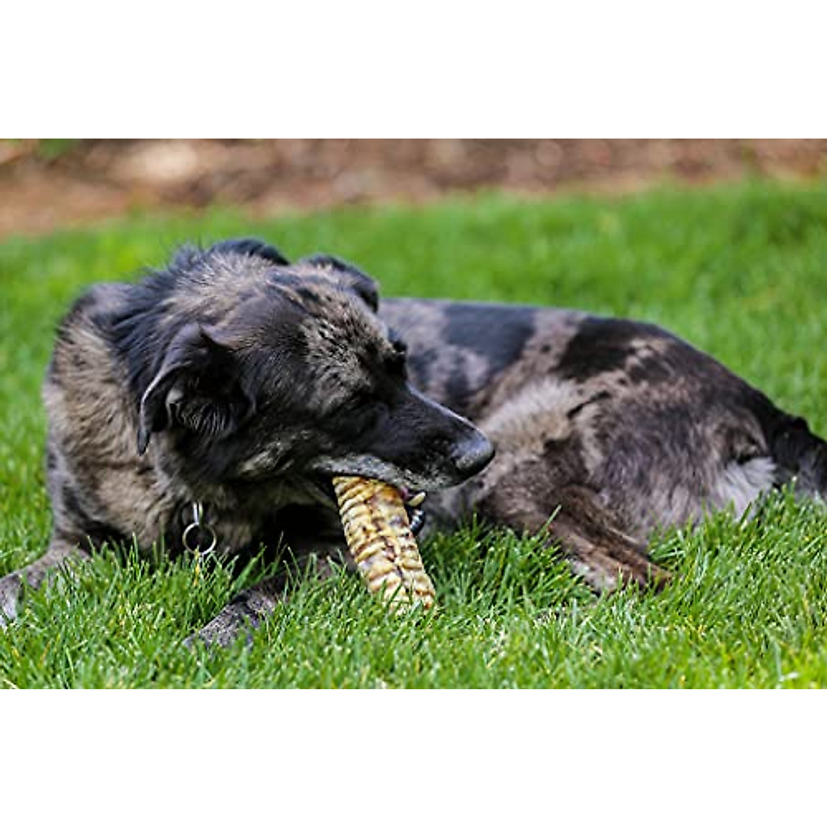 Top Dog Chews – 12” Beef Trachea Dog Chews 10 Pack, American, All Natural, Single Ingredient Dog Treat, Promotes Joint, Hip & Dental Health, High in Protein for Medium & Large Dogs