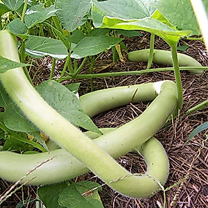 QAUZUY GARDEN 100 Seeds Cucuzzi Squash Seeds Lagenaria siceraria, Italian Squash, Zucchetta Cucuzzi, Snake Gourd, Open Pollinated, Non-GMO - Heirloom