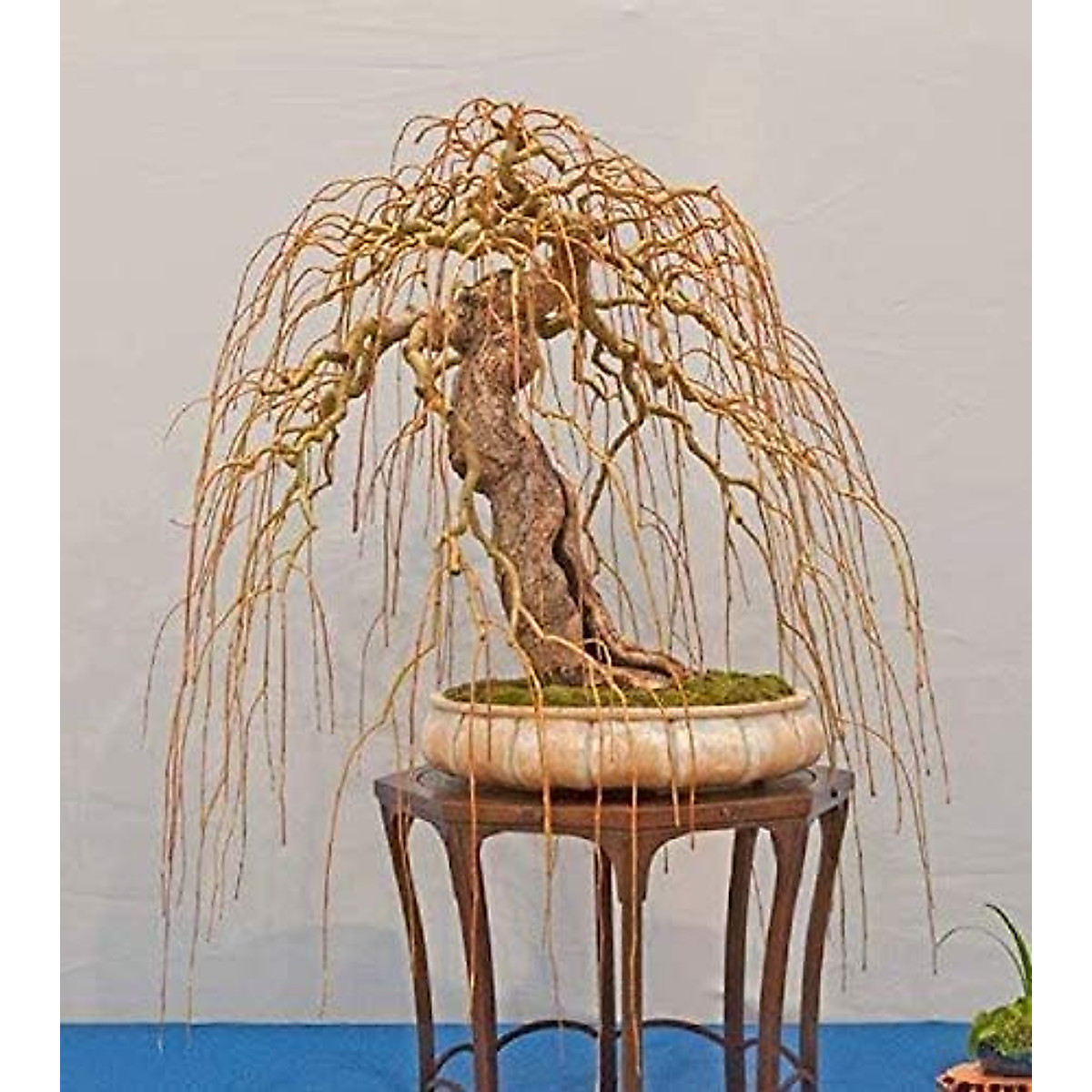 Rare Golden Curls Willow Tree Cutting - Live Tree Plant - Excellent Bonsai Specimen - One Golden Dragon Claw Tree Cutting - Curly Willow