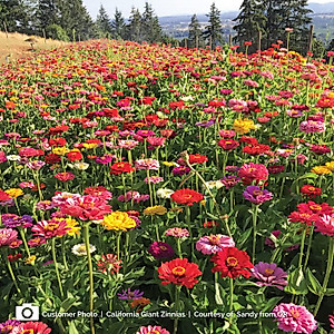 Zinnia Seeds - California Giants - 1 Ounce - Red/Pink/Orange Flower Seeds, Open Pollinated Seed Attracts Bees, Attracts Butterflies, Attracts Hummingbirds, Attracts Pollinators