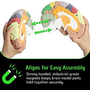 Geekidoc Human Brain Model with Laser-Engraved Numbers and Labeling | Includes Sturdy Metal Stand, Lightweight Carrying Case and Magnetic Dissections | 2x Life-size Human Brain Anatomy Model