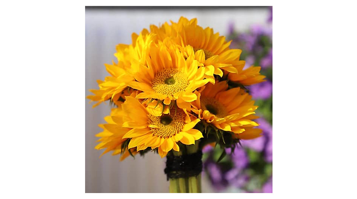 Sunrich Gold Sunflower Seeds – Vibrant, Pollen-Free Garden Blooms
