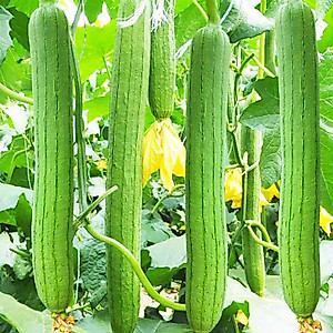 for 2024! Luffa Gourd Seeds/Loofah Gourd Seeds for Planting Vegetables and Fruits.Non-GMO Vegetable Seeds for Planting Home Garden-Loofah Sponge Gourd 丝瓜(10 Loofah Seeds)