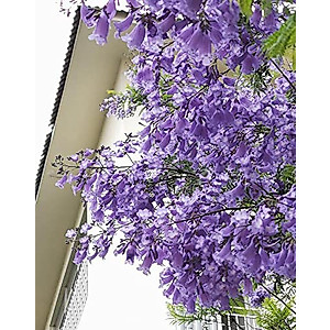 Purple Jacaranda Seeds Jacaranda Mimosifolia Fern Tree Black Poui 20 Seeds