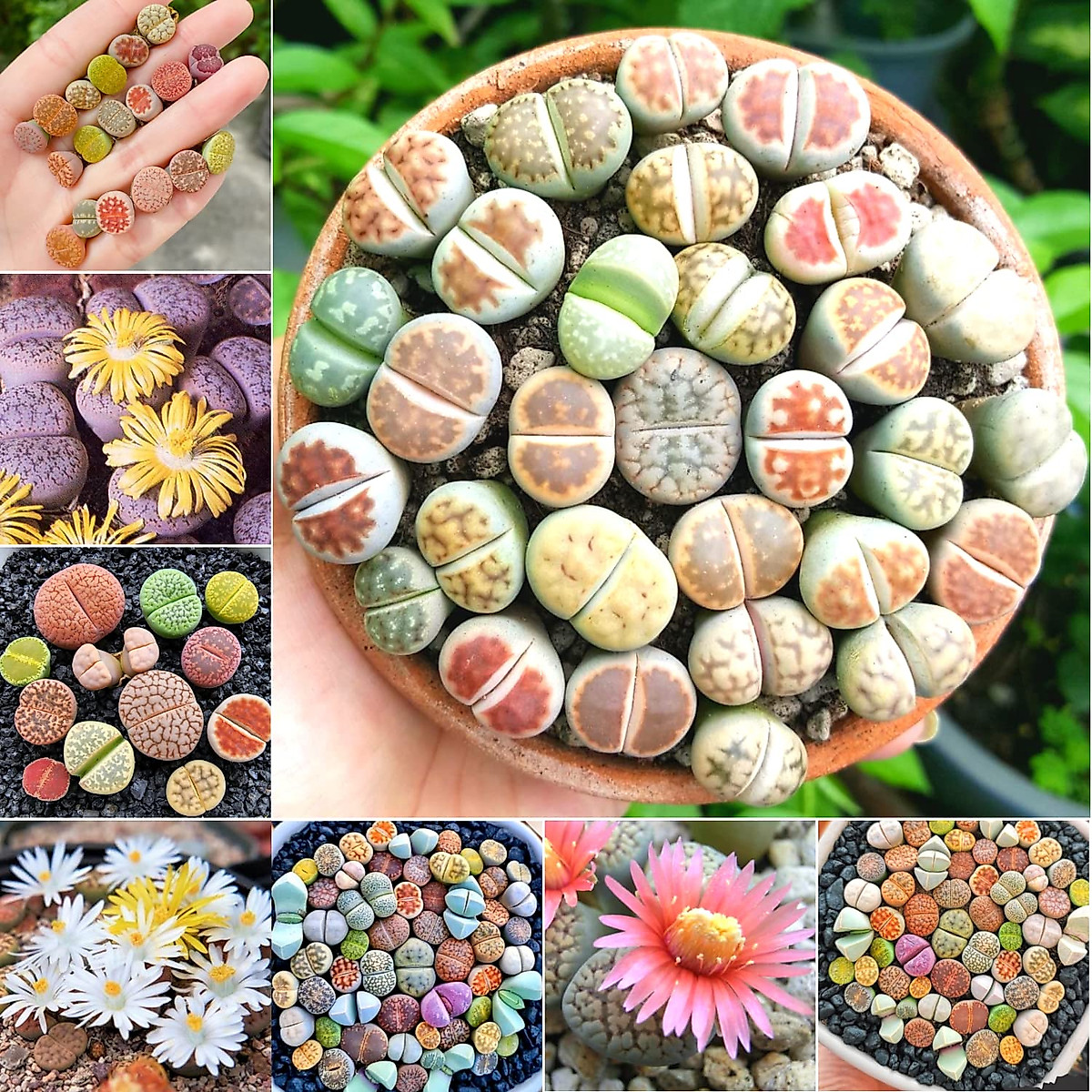 10 Mix Lithops Live Plants Lithops Succulents Plants Live, Living Stones Succulents Plants Live, Large Succulent Plants Bulks