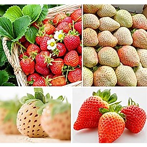 200+ White Strawberry and Red Strawberry Seeds Bonsai Berry Fruit Plants Garden Non-GMO