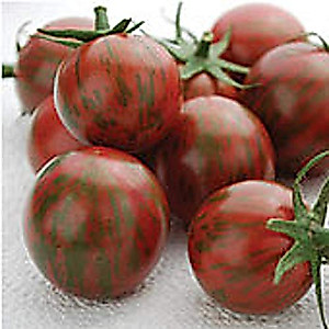 Purple Bumble Bee Tomato Seeds (20+ Seeds) | Non GMO | Vegetable Fruit Herb Flower Seeds for Planting | Home Garden Greenhouse Pack