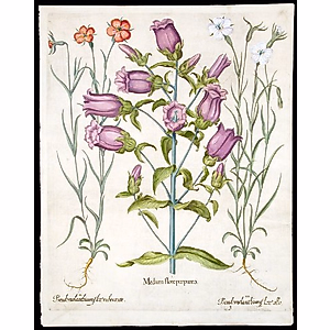 [Dark blue canterbury bells] Medium flore purpureo; [Corn cockle] Pseudomelanthium flore rubescente; [White corn cockle] Pseudomelanthium flore albo