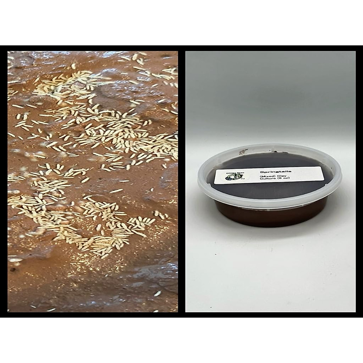 Live Springtails, Clay Culture (8 oz), for Amphibian/Reptile/Invertebrate Bioactive Habitats, by Critters Direct