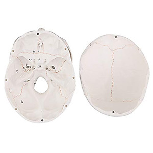 Life Size 3-parts numbered Skull Model with Full Set of Teeth ,Removable Skull Cap and Articulated Mandible, Detailed Product Poster Includes