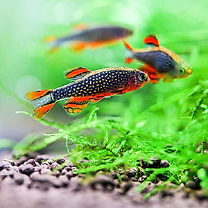 Neat&Tidy Galaxy Rasbora/Celestial Pearl Danio Small - 8 Pack Live Freshwater Aquarium Fish