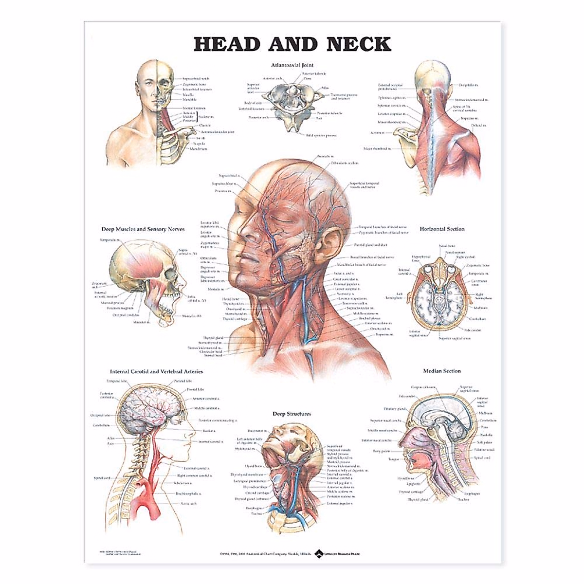Head and Neck Anatomical Chart