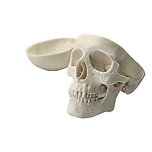 Doc.Royal Education Mini Skull Human Medical Anatomical Head Bone Skull Bone Model
