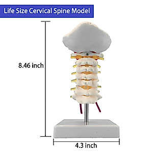 Veipho Cervical Spine Model with Nerves, Life Size Cervical Vertebral Spine Spinal Nerves Anatomical Model with Stand, Cervical Spinal Column Model for Study