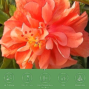 AMERICAN PLANT EXCHANGE Hibiscus Live Plant, 3 Gallon, Black, Green and Orange