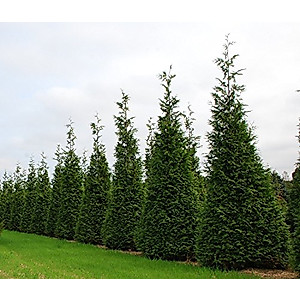 Thuja Plicata 'Green Giant' Arborvitae - 12 Live Quart Size Plants - Live Evergreen Privacy Tree
