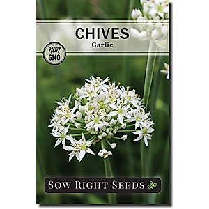 Sow Right Seeds - Chive Seed Collection for Planting - Grow Both Common Chives and Garlic Chives for Your Kitchen - Non-GMO Heirloom Seeds with Instructions to Plant, Indoor or Outdoor; Great Garden