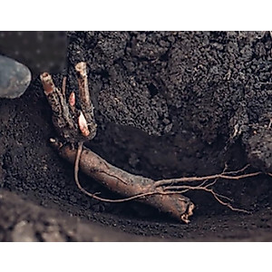 Marde Ross & Company Duchess De Nemours Double White Peony Bulbs - Bare Root 3-5 Eyes, Delightful Fragrance | Peony Plants for Planting Outdoors