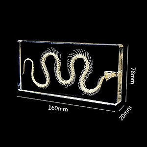 Real Snake Skeleton Animal Specimen in Acrylic Block Paperweights Science Classroom Specimens for Science Education