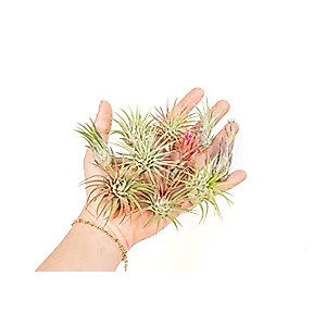 12 Pack Assorted Ionantha Air Plants - Wholesale and Bulk - Succulents - Live Tillandsia - Easy Care Indoor and Outdoor House Plants